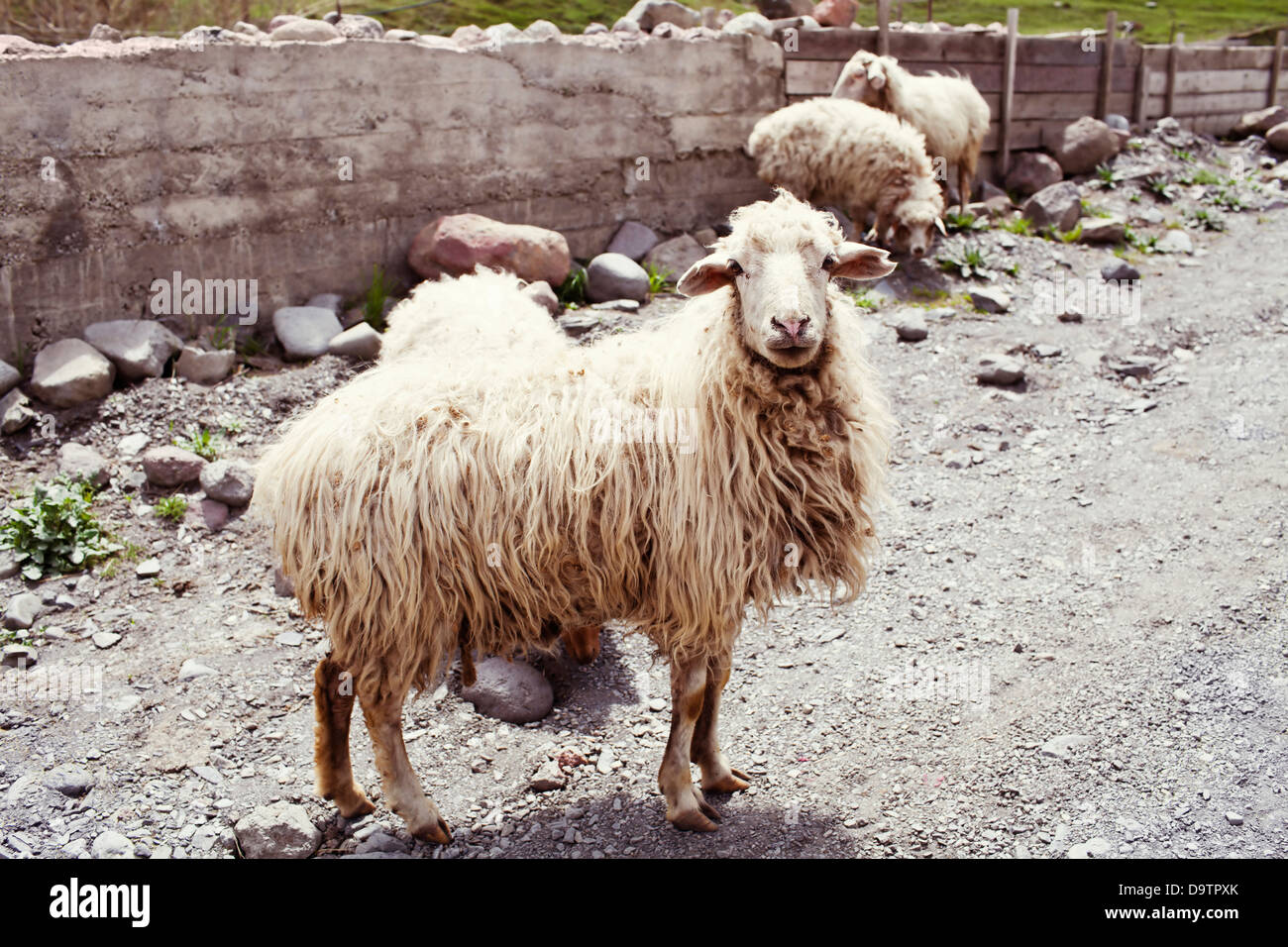 Sheep lamb in village hi-res stock photography and images - Alamy