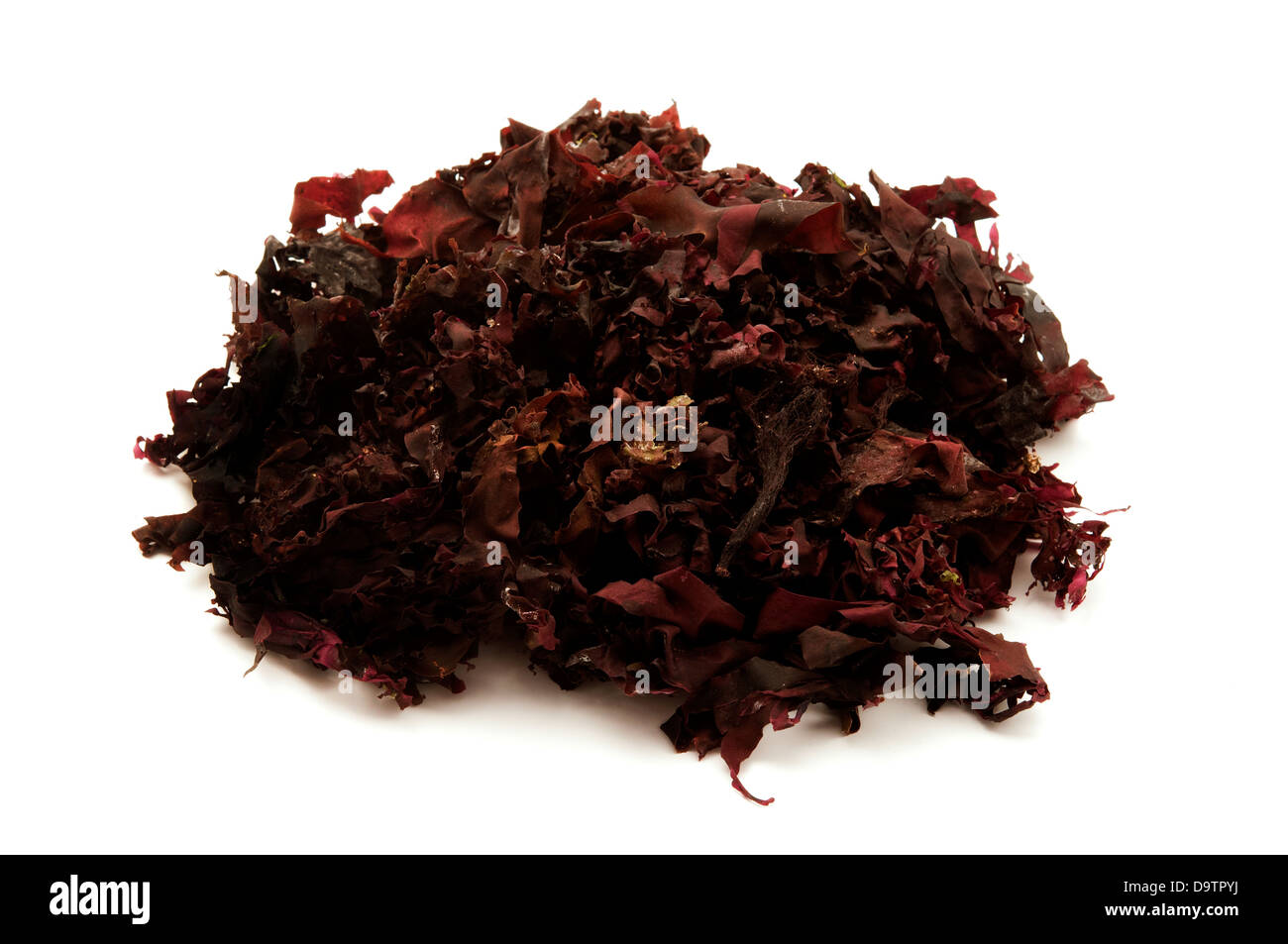 Atlantic dulse on a white background Stock Photo - Alamy