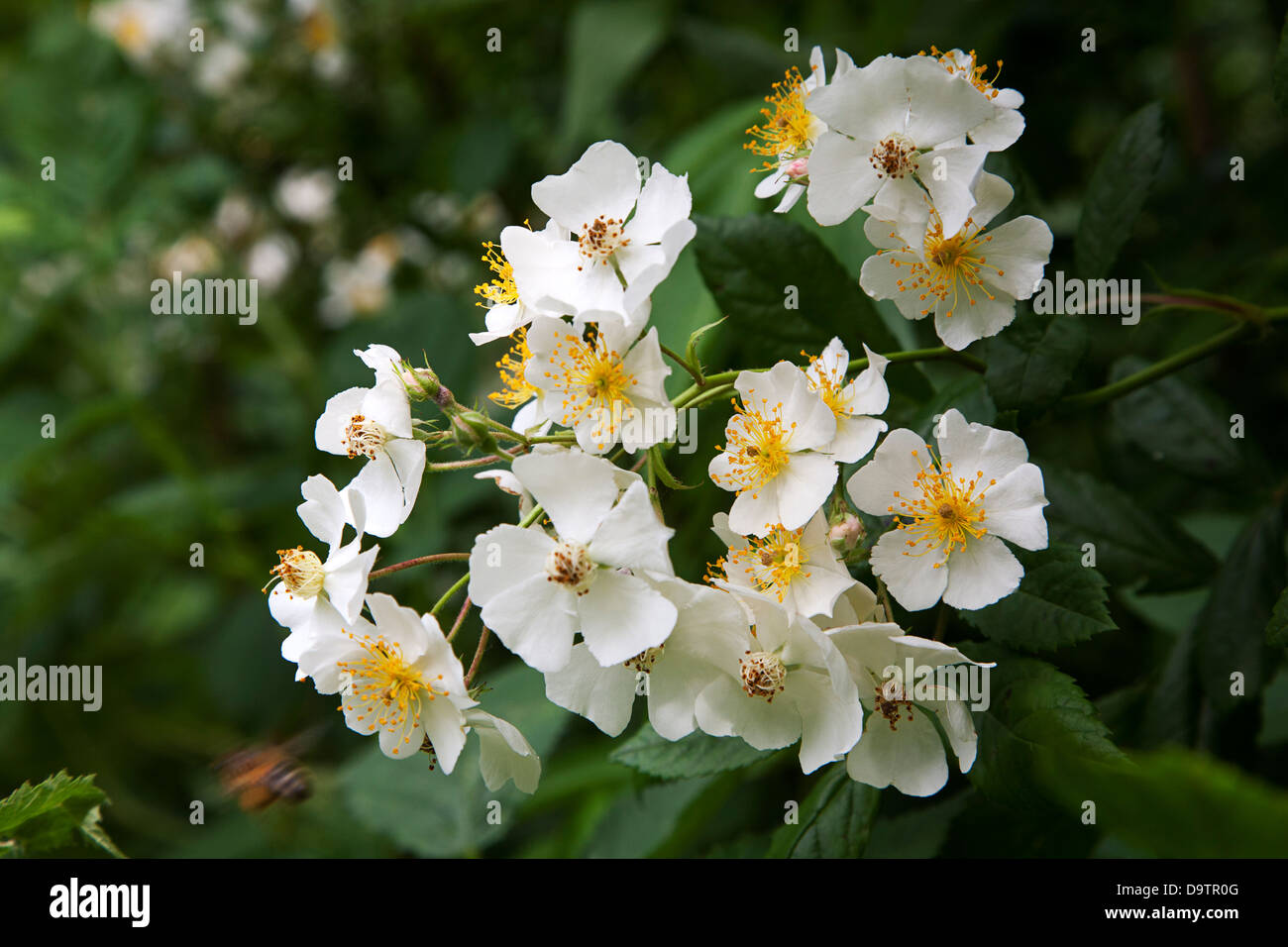 Rosa multiflora flower hi-res stock photography and images - Alamy