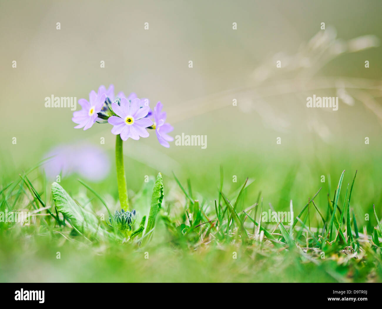 Birds eye flower hi-res stock photography and images - Alamy