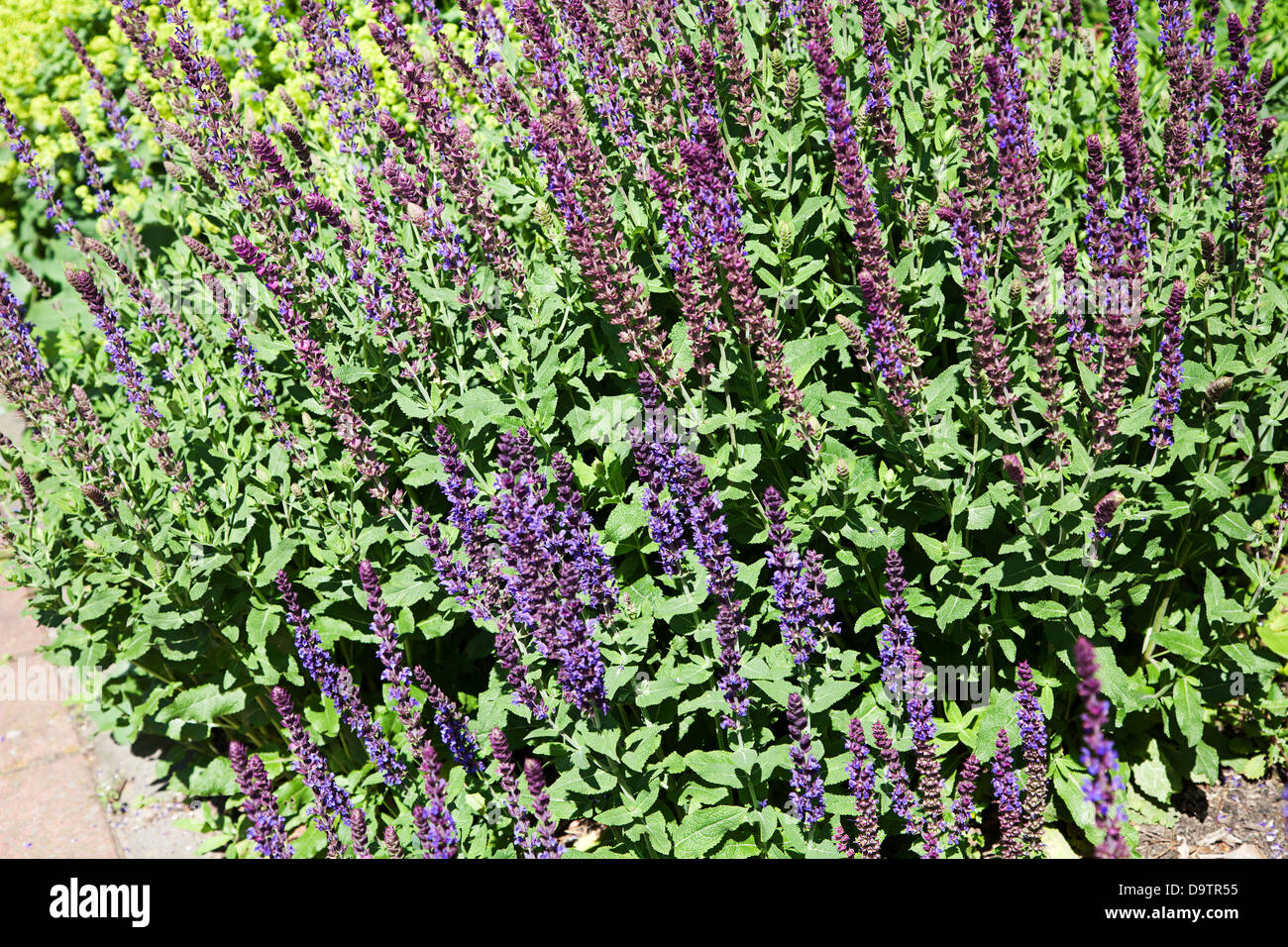 Salvia superba hi-res stock photography and images - Alamy