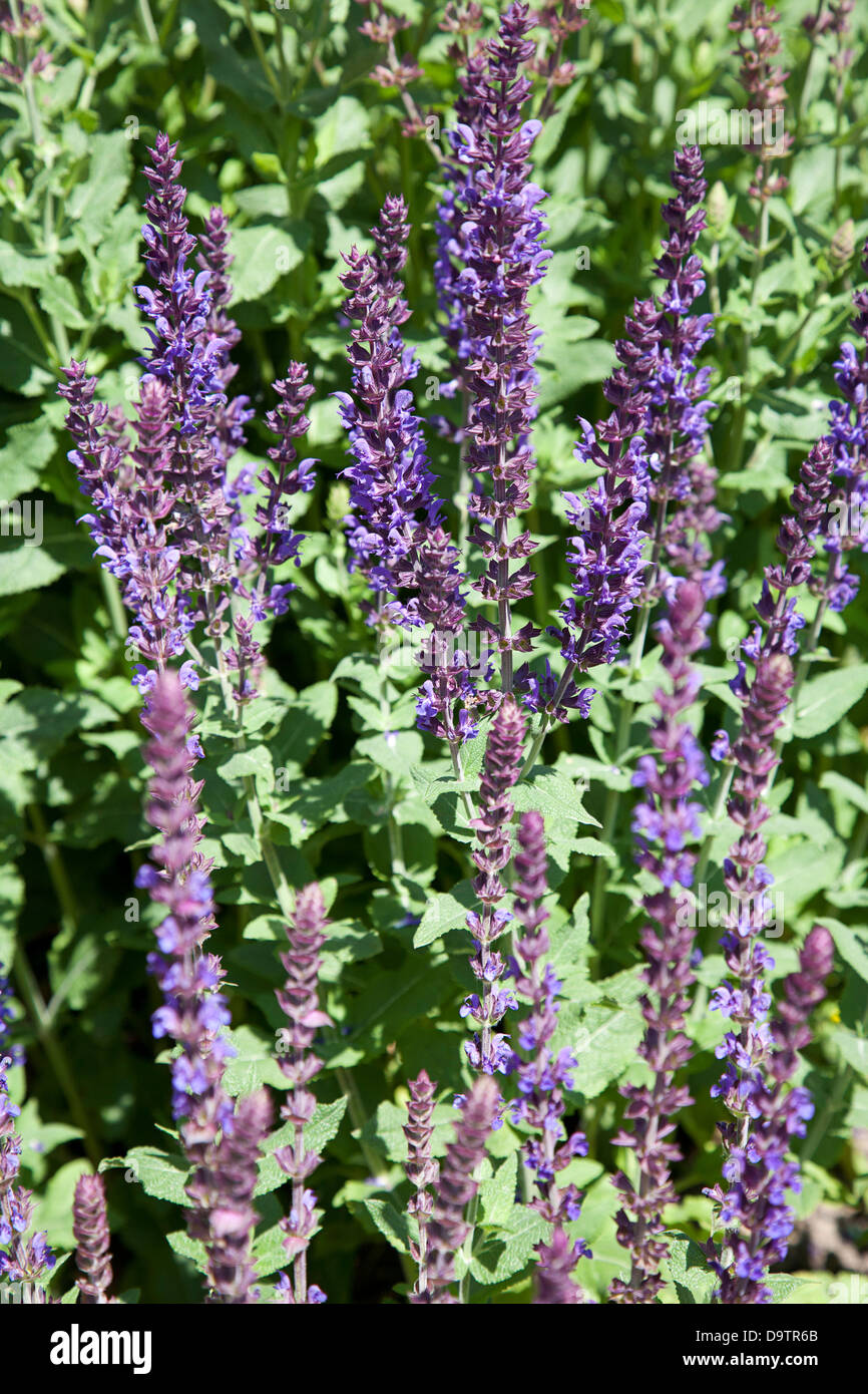 Salvia Superba