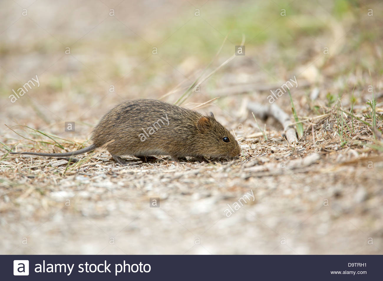 Rice Rat High Resolution Stock Photography and Images - Alamy