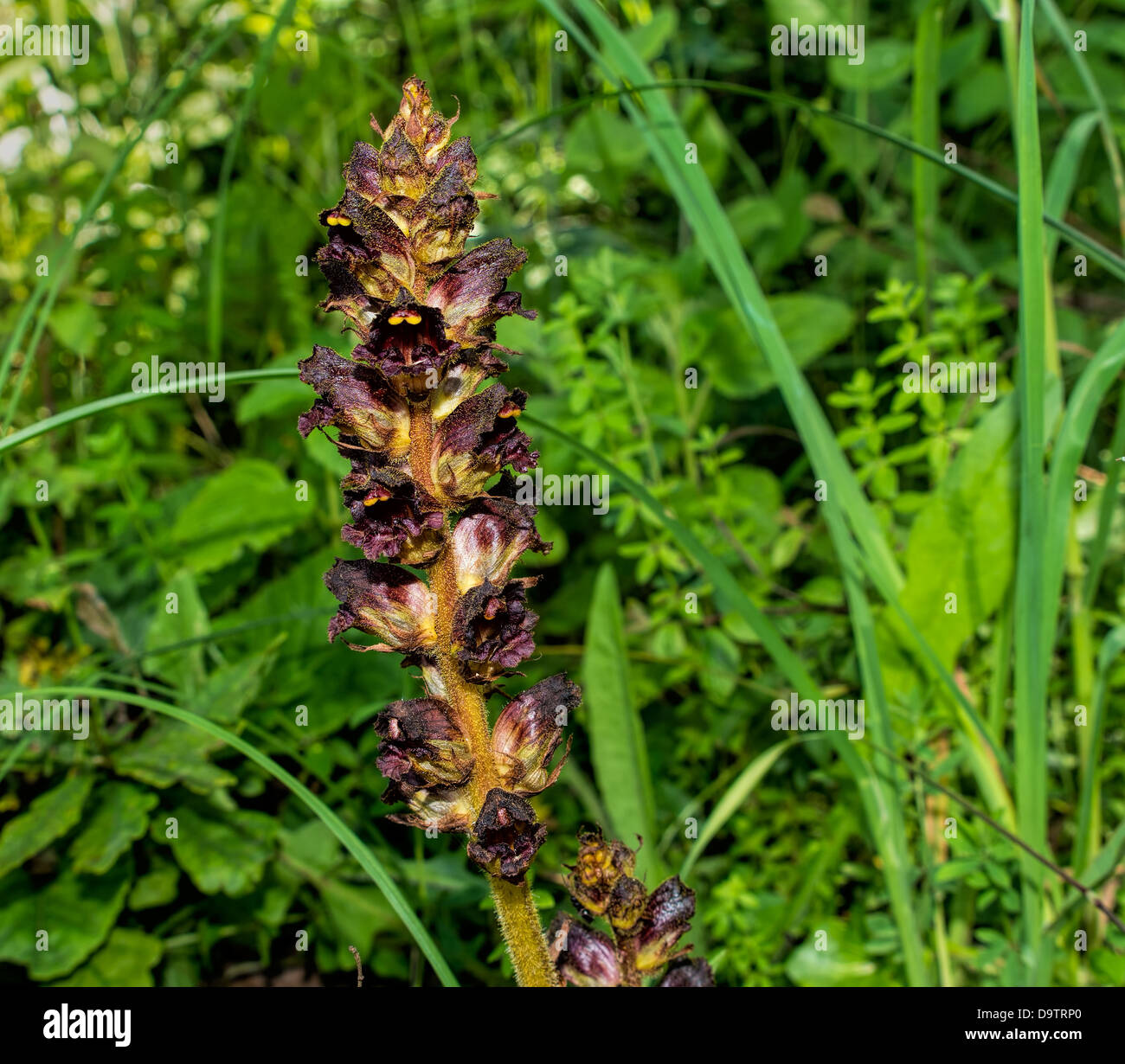 Broomrape aka broom-rape - Orobanche, parasitic herbaceous plant Stock ...