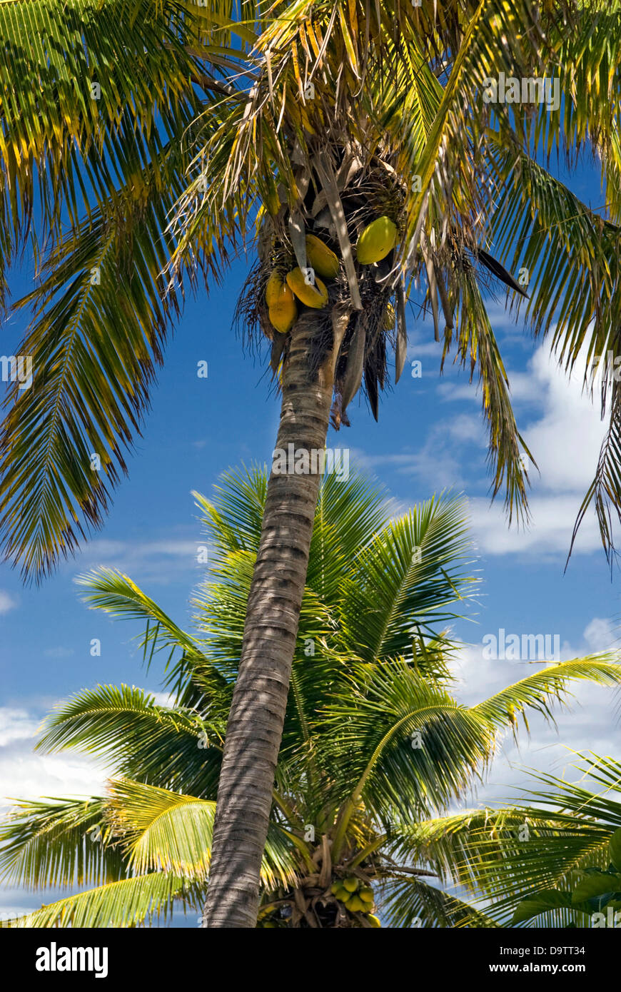 Coconut tree coconuts hi-res stock photography and images - Alamy