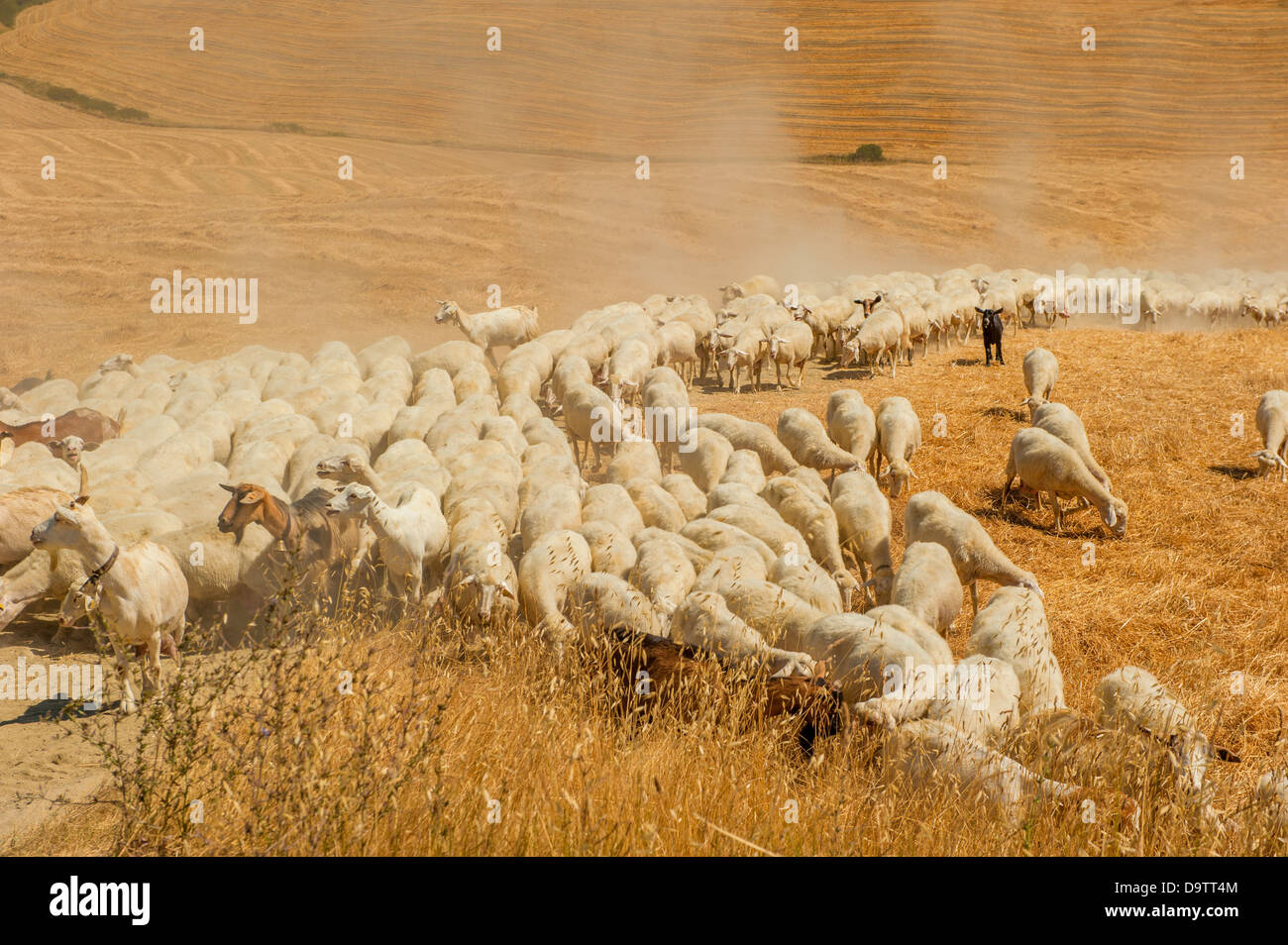 Sheep on tuscan farmland hi-res stock photography and images - Alamy