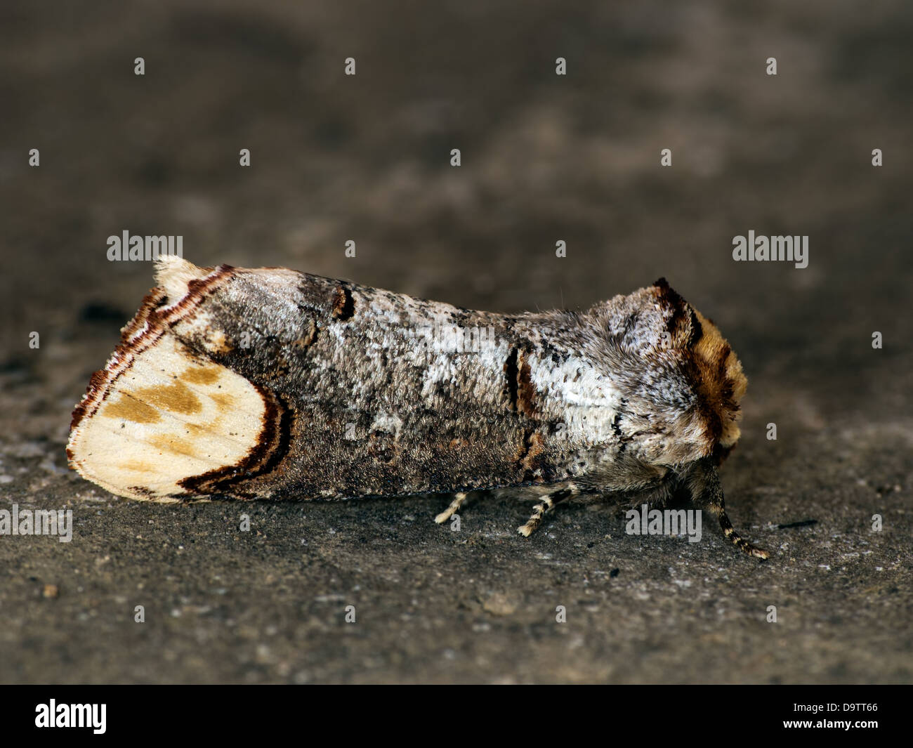 Buff-tip moth - Phalera bucephala Stock Photo - Alamy