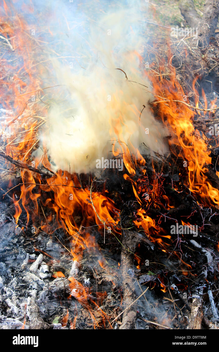 body of flame inflaming in a forest Stock Photo - Alamy