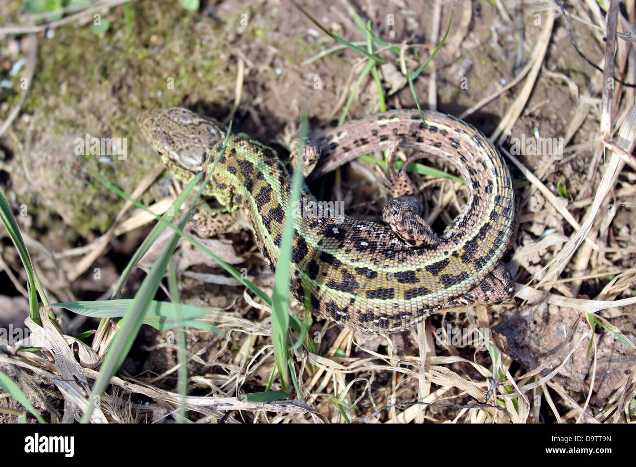 The grey small lizard woken up after winter Stock Photo - Alamy