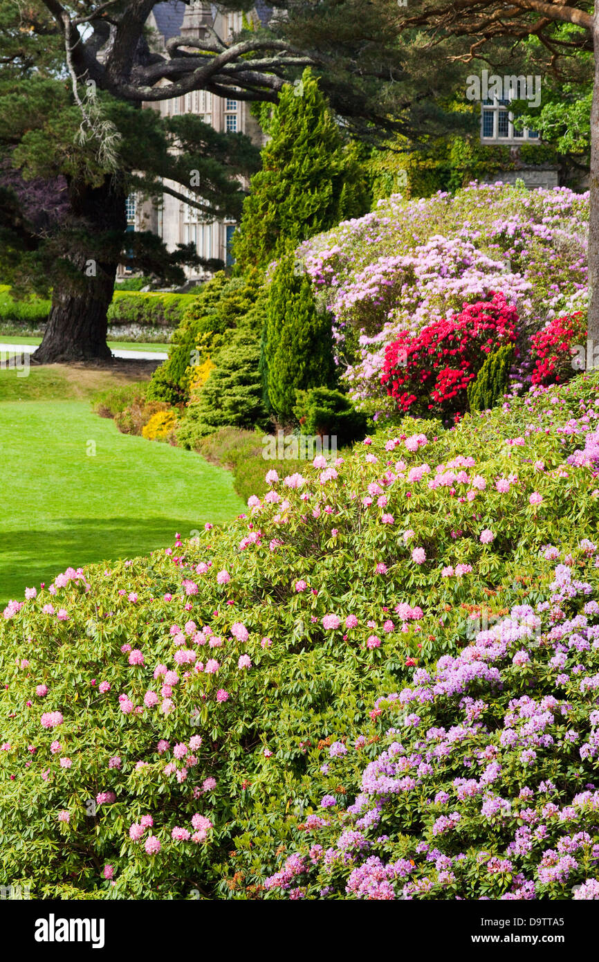 Flower plant muckross house and gardens hi-res stock photography and ...
