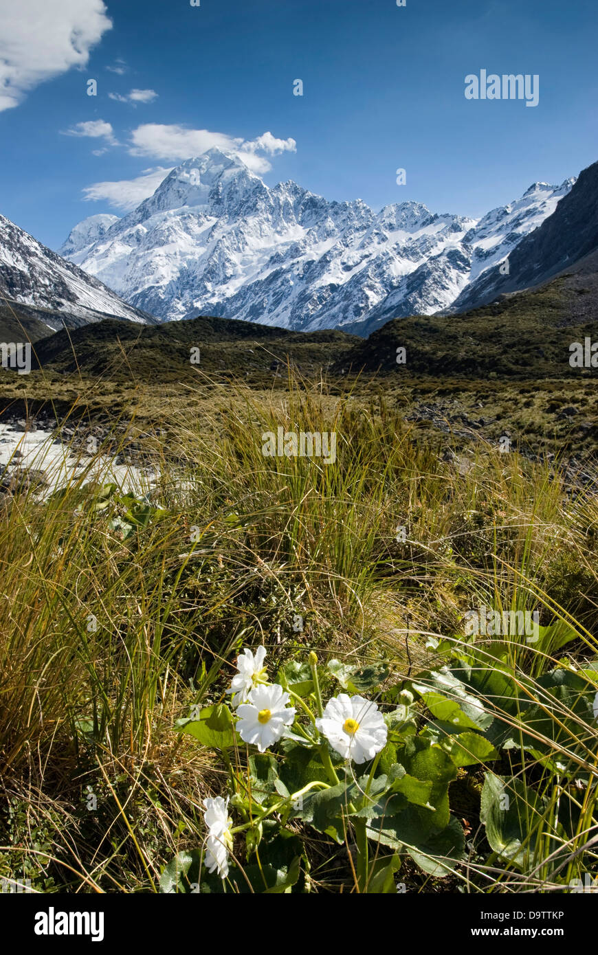 Mt Cook with Lily or Buttercups in the Hooker valley, Mount Cook ...