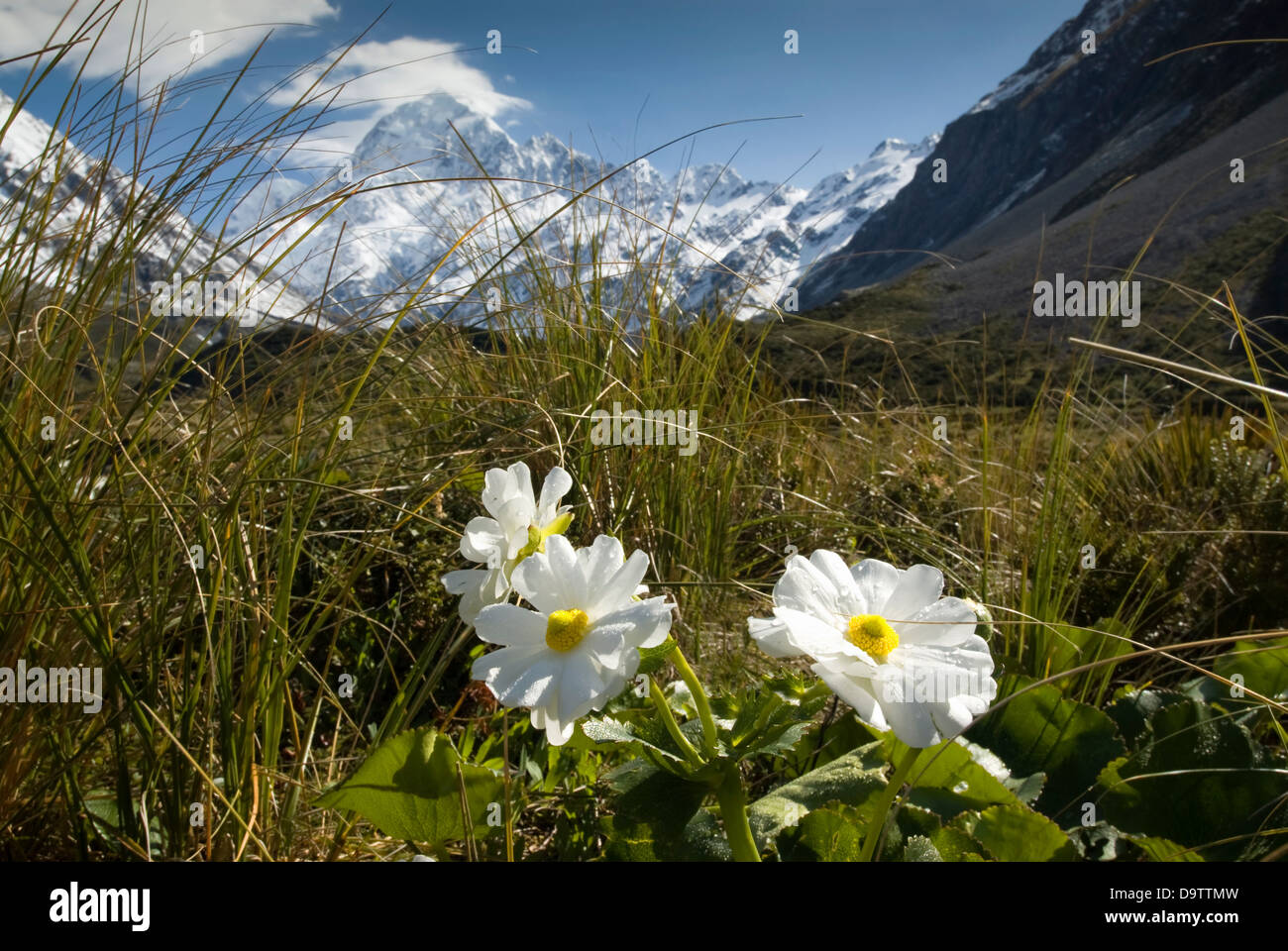 New zealand mountain buttercup hi-res stock photography and images - Alamy
