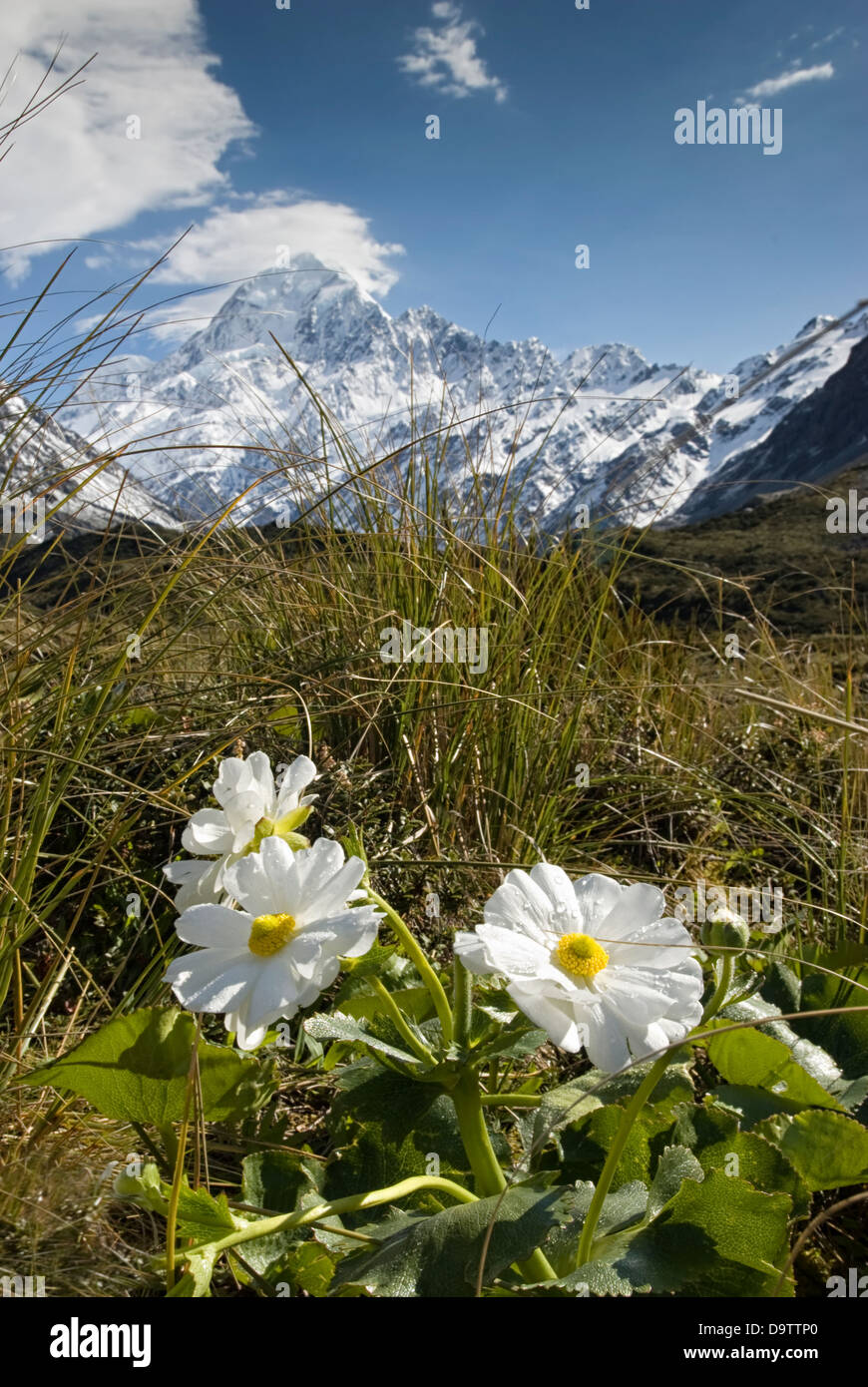 Mt Cook with Lily or Buttercups in the Hooker valley, Mount Cook ...