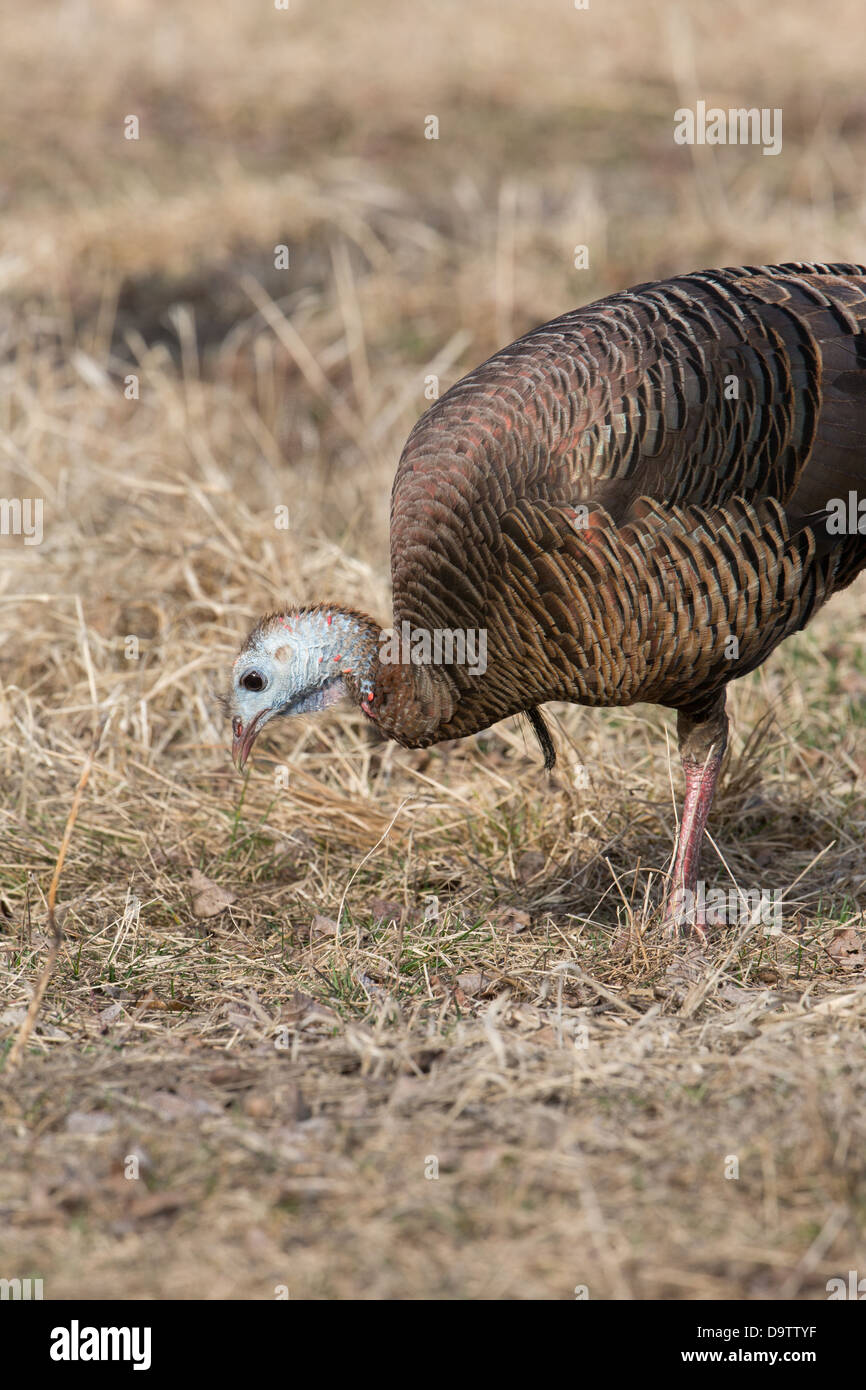 Eastern wild turkey - female Stock Photo - Alamy