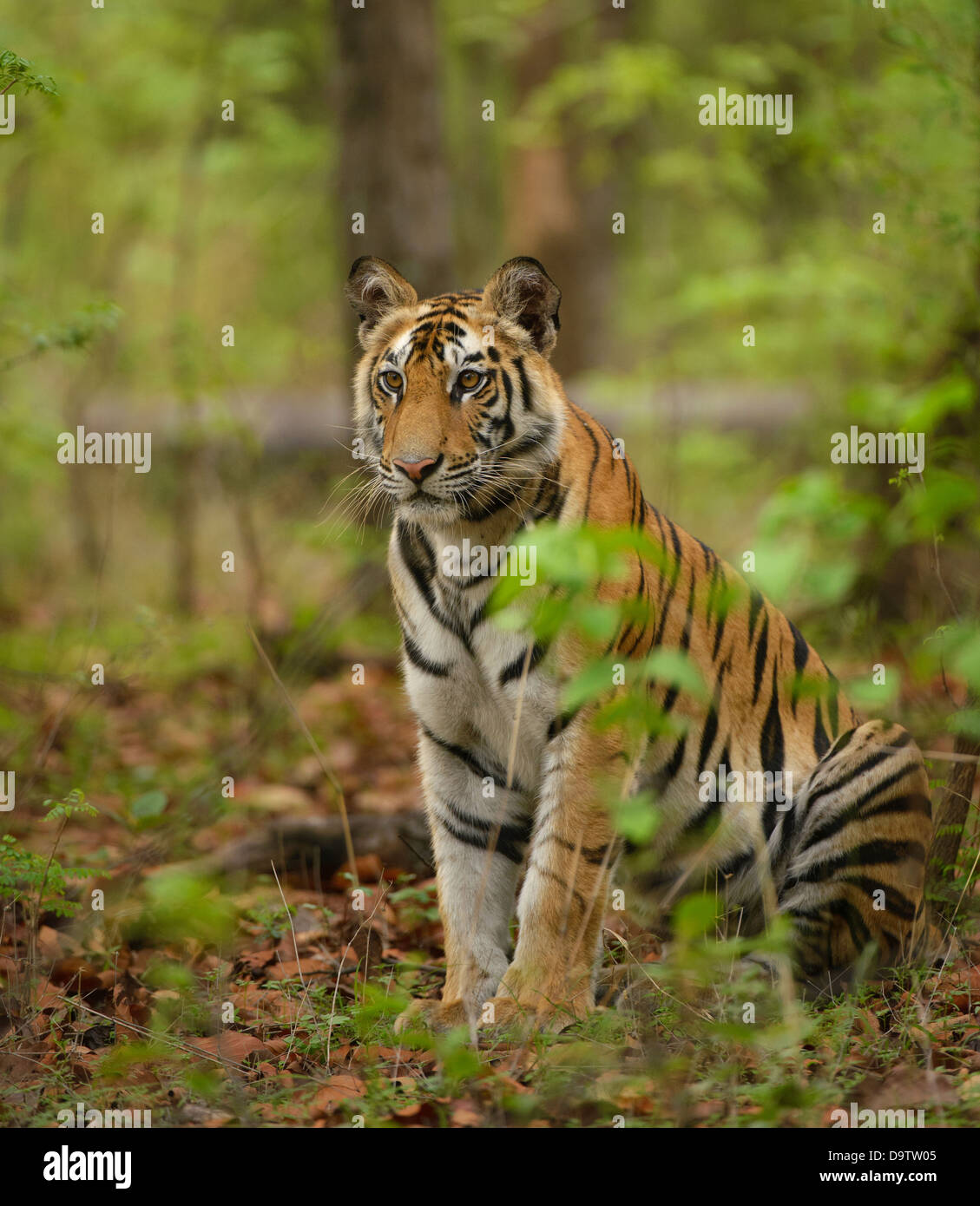 2-year-old Bengal tiger cub in the greening forest of Bandhavgarh Tiger ...
