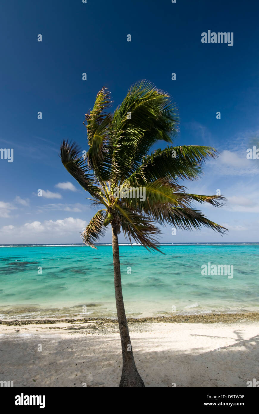 Tree Blowing Wind Stock Photos & Tree Blowing Wind Stock Images - Alamy