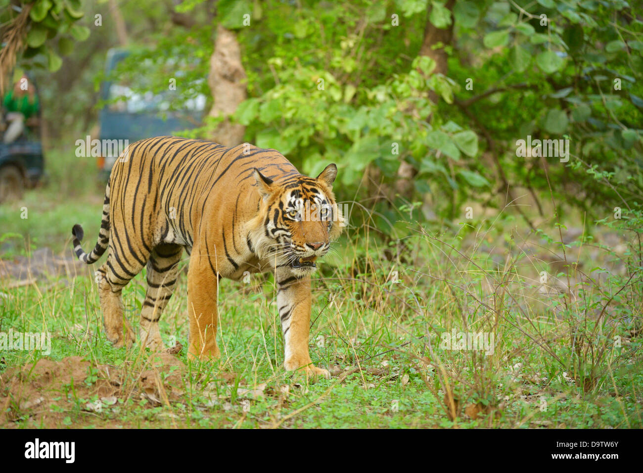 Tiger tours hi-res stock photography and images - Alamy