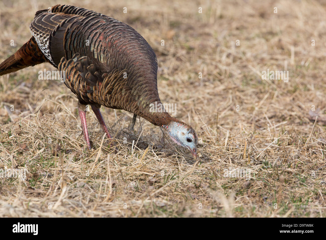 Eastern wild turkey - female Stock Photo - Alamy