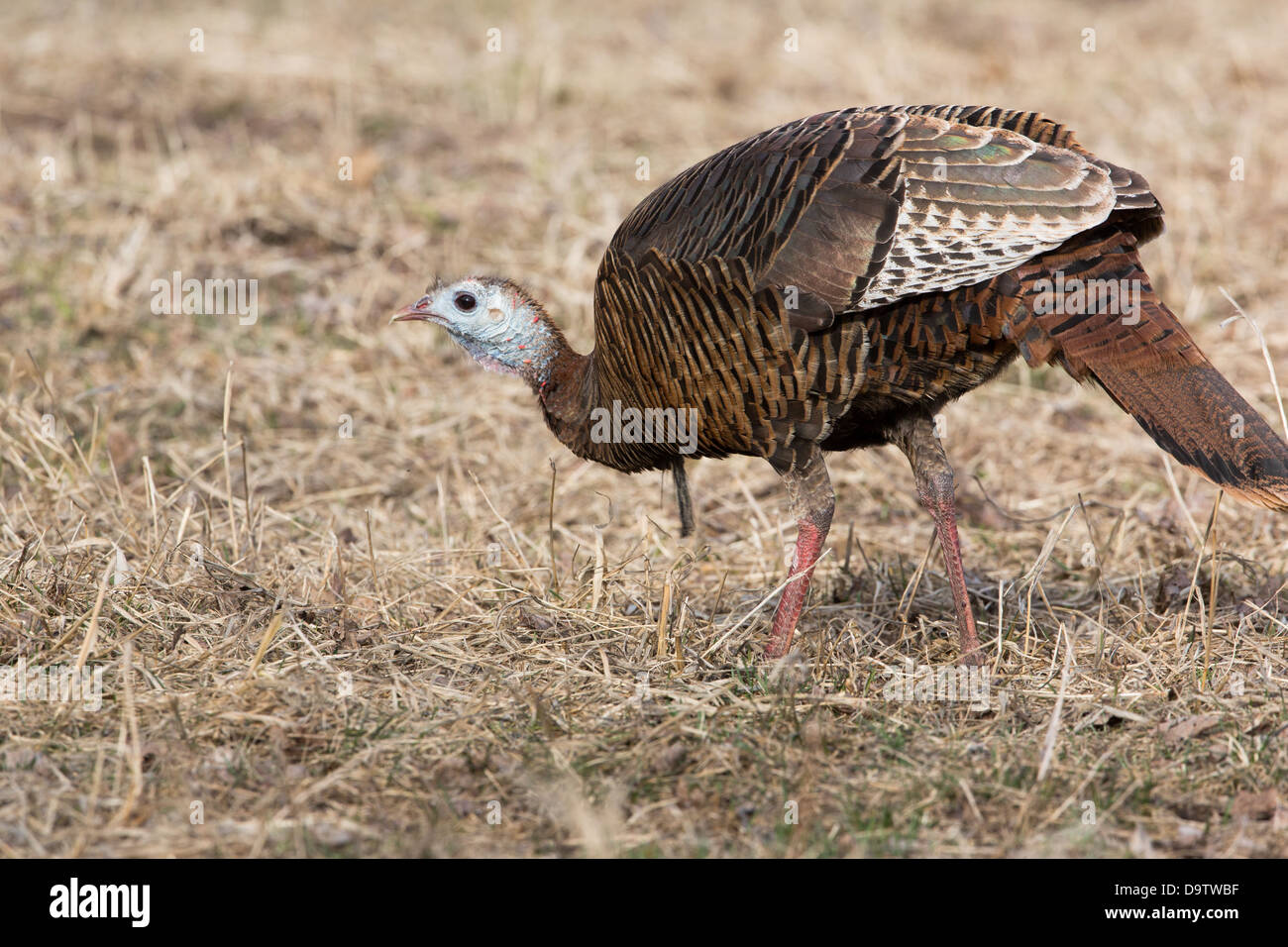 Eastern wild turkey - female Stock Photo - Alamy