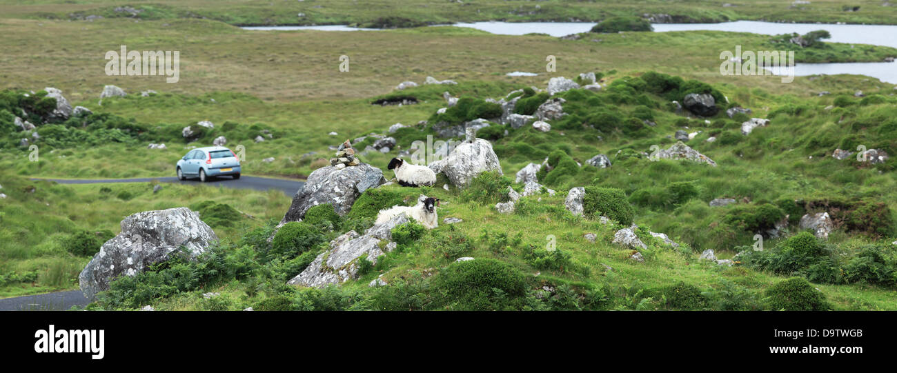Sheep on a hill hi-res stock photography and images - Alamy