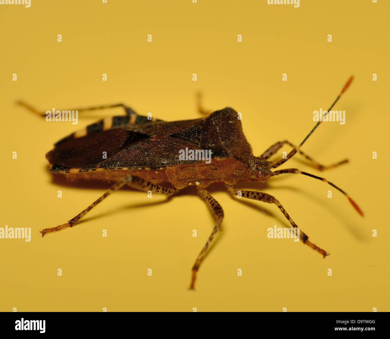 Side view of a stink bug or shield bug Stock Photo - Alamy