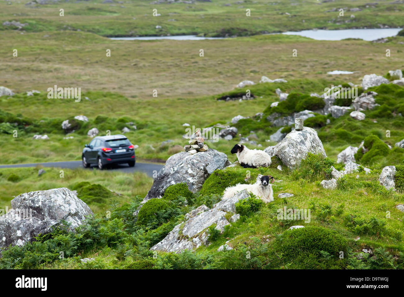Sheep on a hill hi-res stock photography and images - Alamy