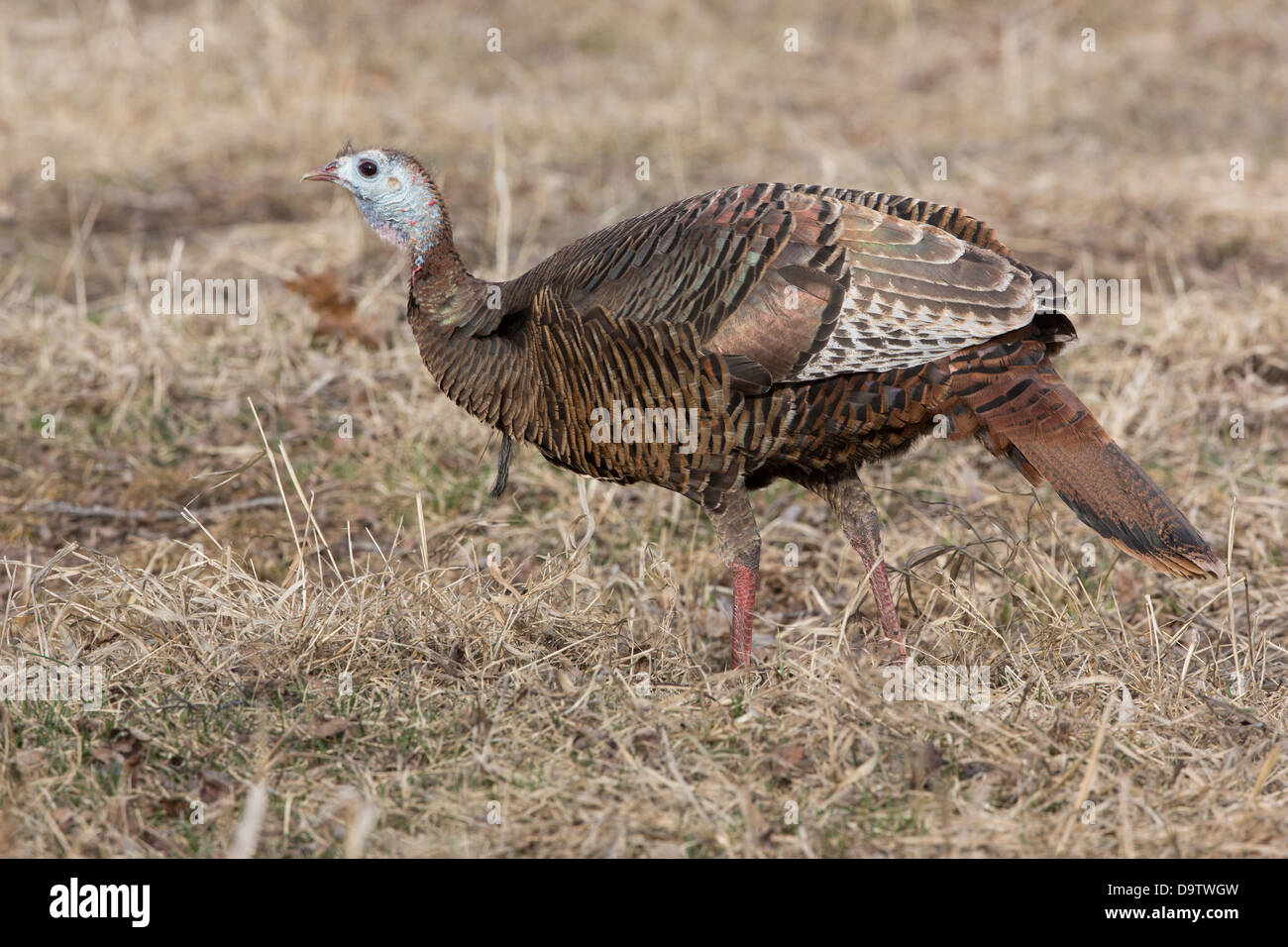 Female Wild Turkey