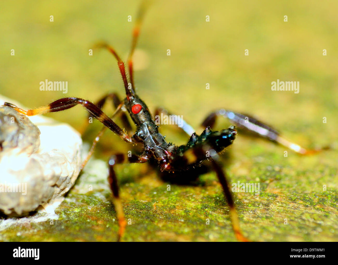 Assassin bug nymph hi-res stock photography and images - Alamy