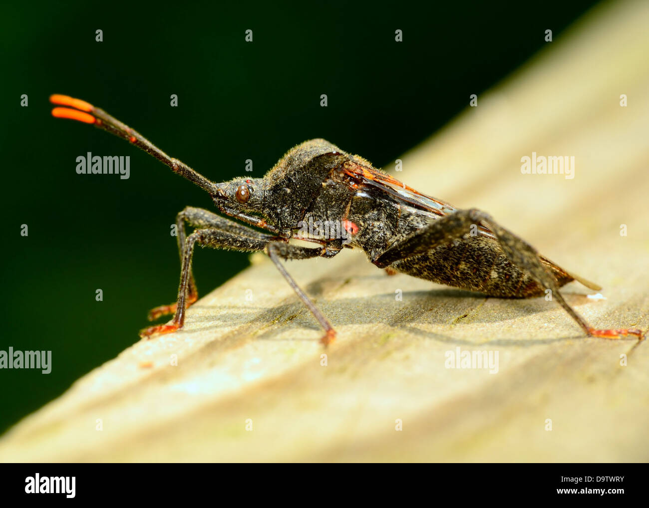 Side view of a stink bug or shield bug Stock Photo - Alamy