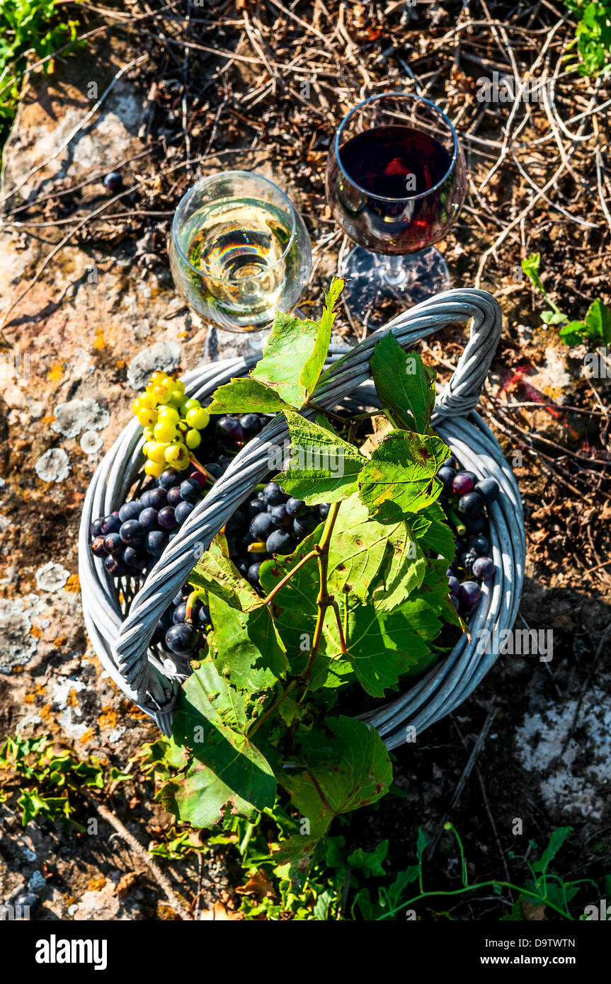 Black grappes hi-res stock photography and images - Alamy