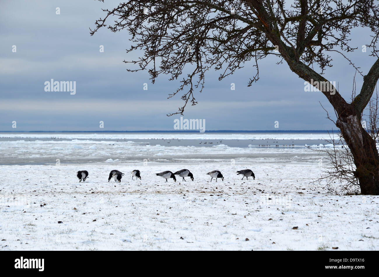Snow goose tree hi-res stock photography and images - Alamy