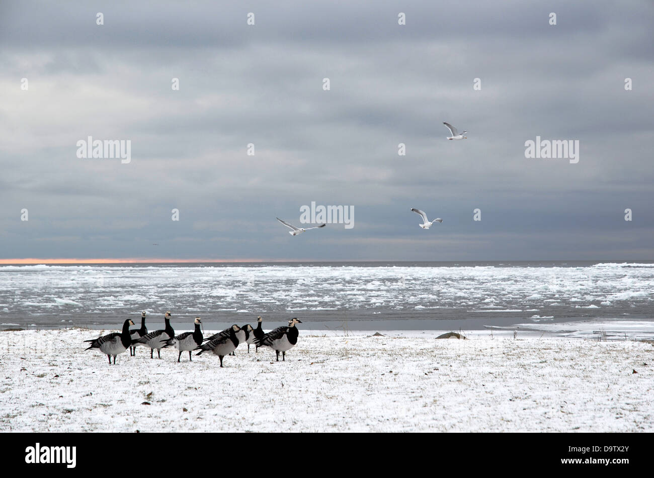 Geese snow walking hi-res stock photography and images - Alamy