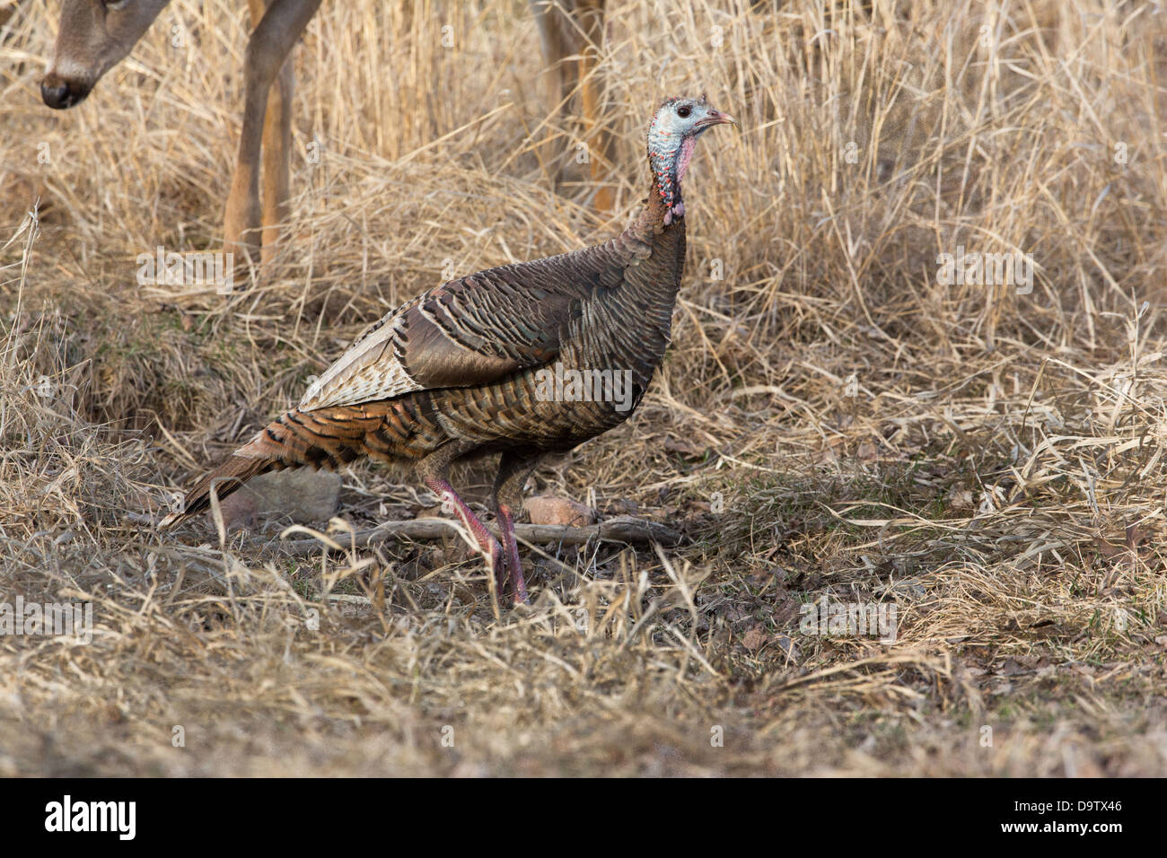 Eastern wild turkey - female Stock Photo - Alamy