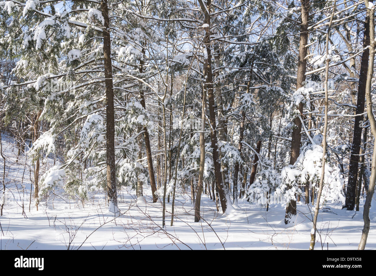 Ontario, Canada Winter Scene After Snowfall in Local Parks & Lake ...
