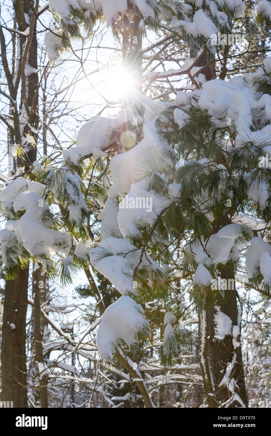 Ontario, Canada Winter Scene After Snowfall in Local Parks & Lake ...