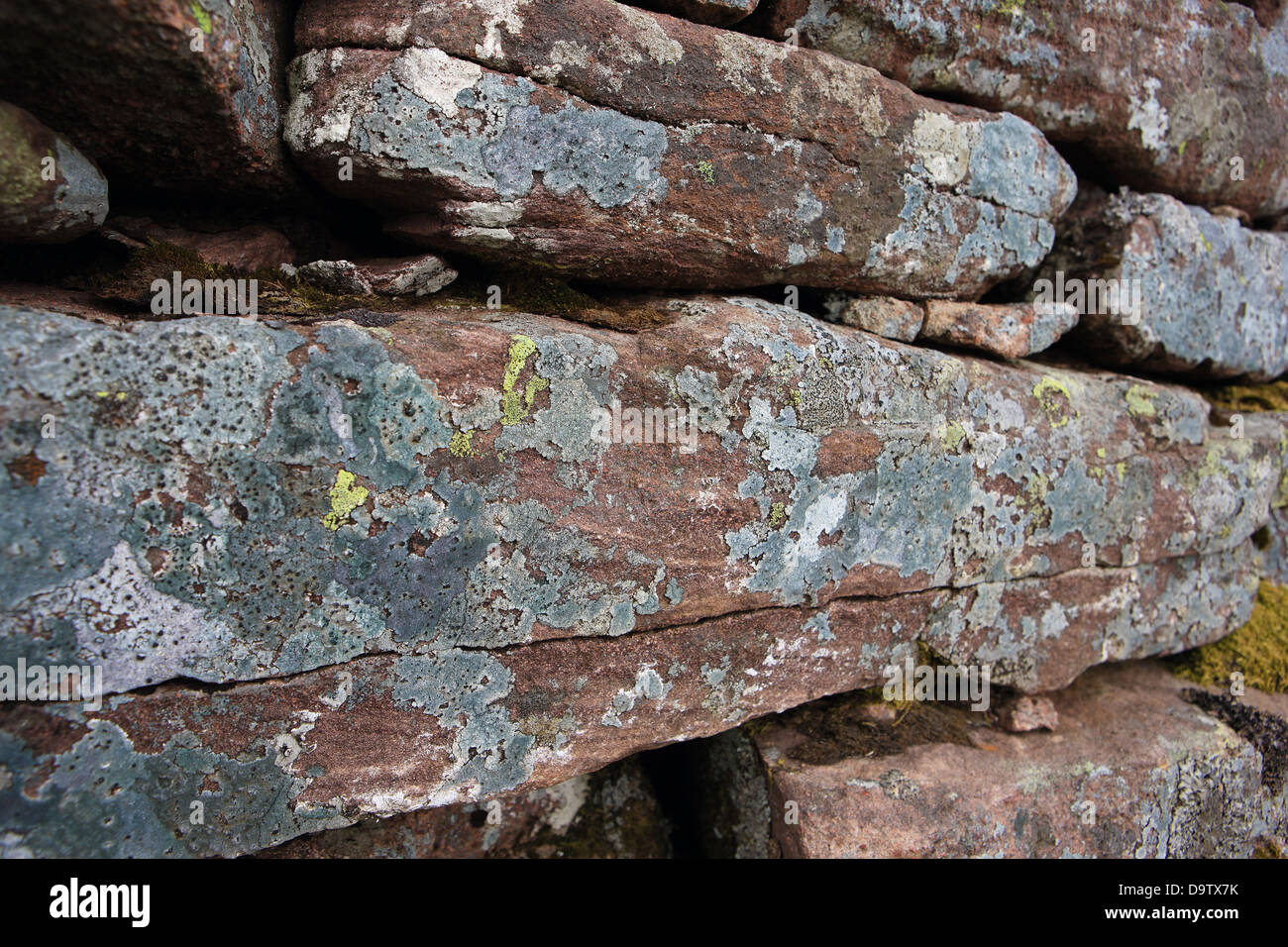 Blue lichen on a dry stone wall near Bealach Mor on Suilven in Assynt ...