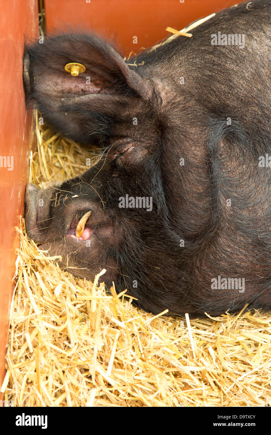 Royal norfolk show 2013 hi-res stock photography and images - Alamy