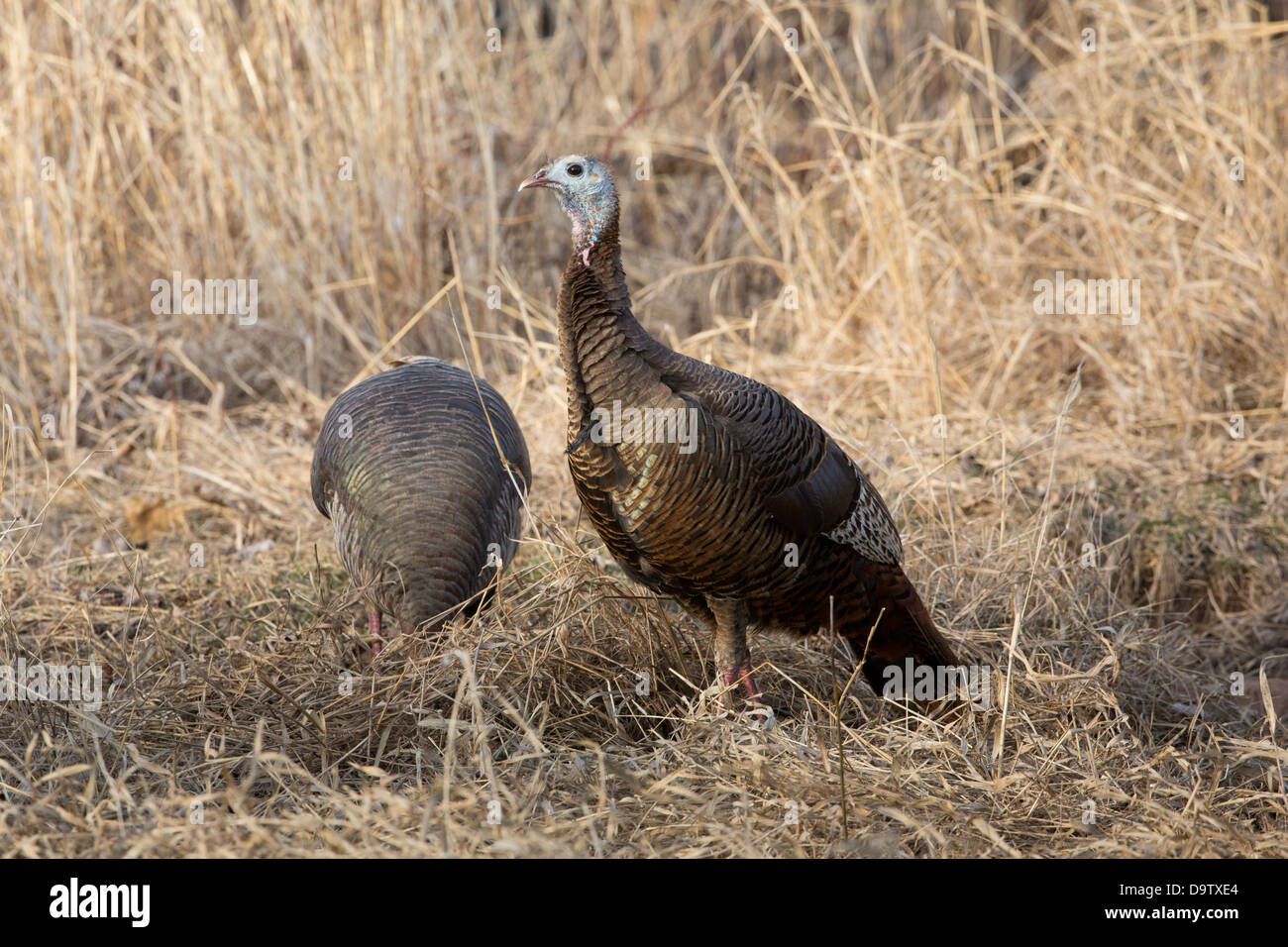 Eastern wild turkey - female Stock Photo - Alamy