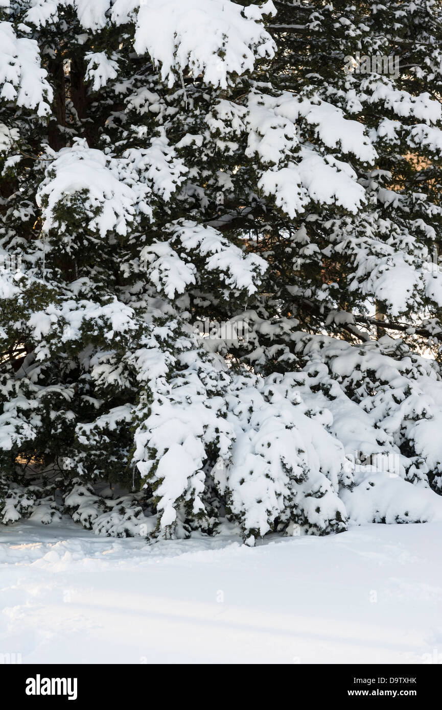 Ontario, Canada Winter Scene After Snowfall in Local Parks & Lake ...