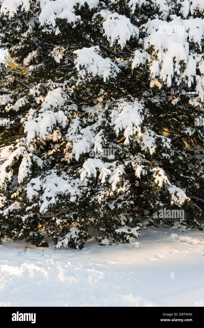 Ontario, Canada Winter Scene After Snowfall in Local Parks & Lake ...