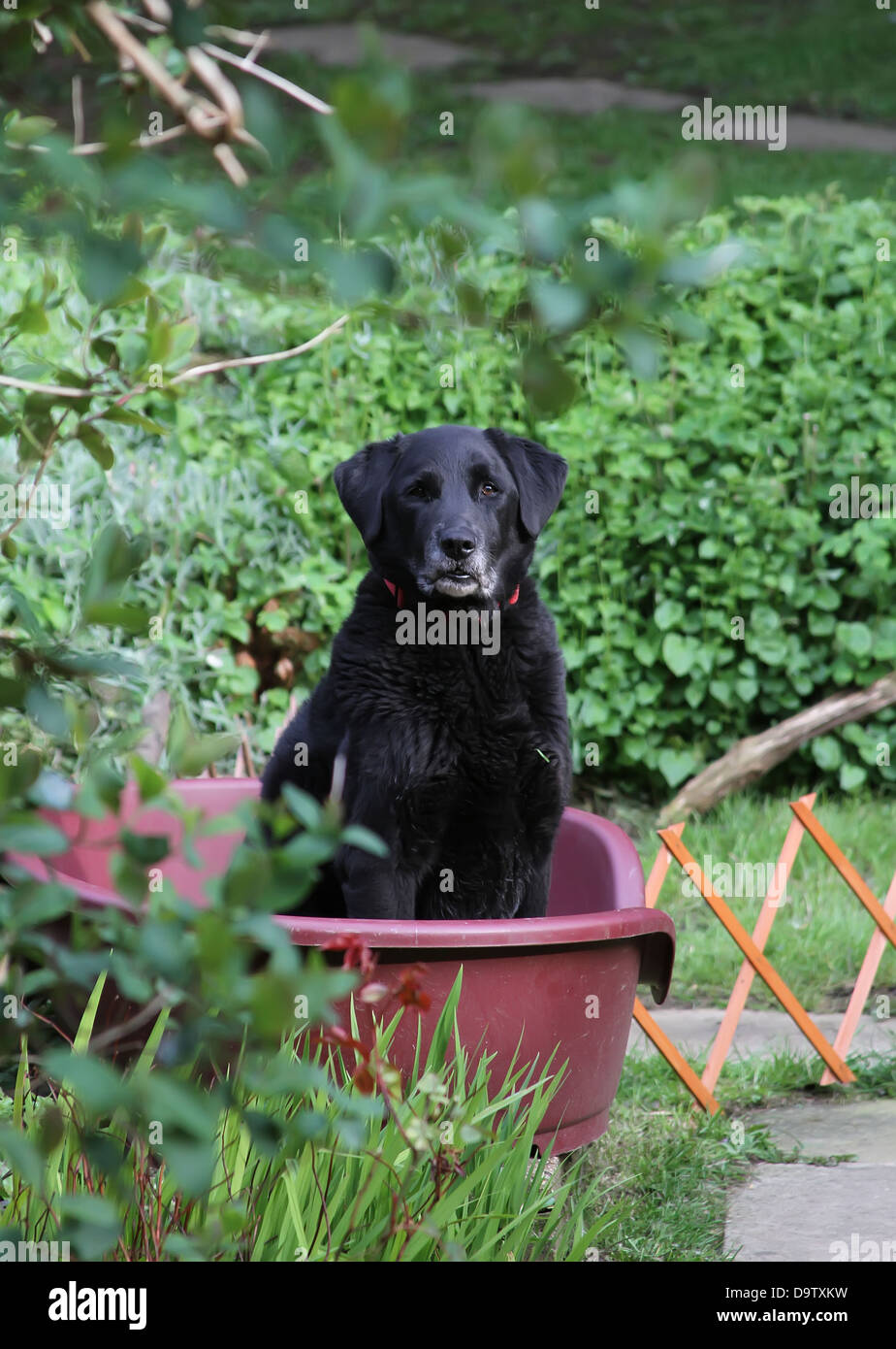 Black labrador retriever dog lying paw hi-res stock photography and ...