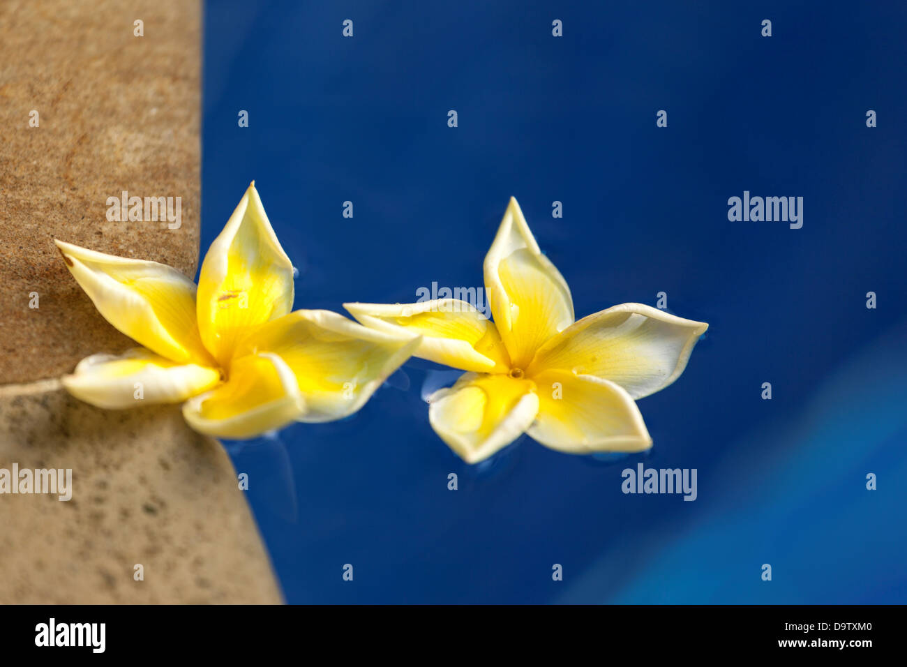 Two yellow orchids floating in swimming pool Stock Photo - Alamy