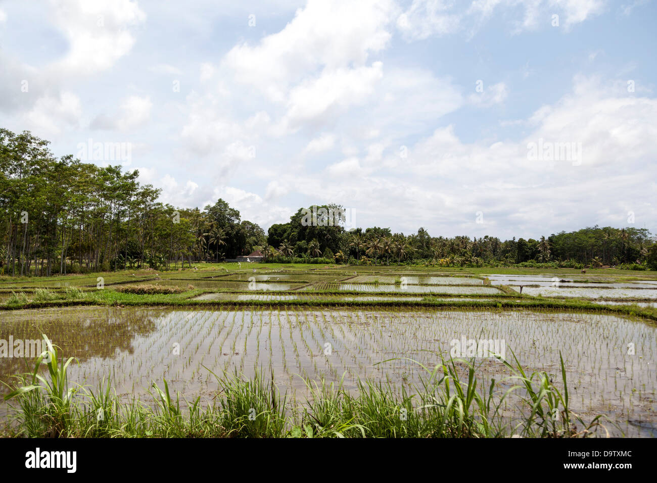 Bali, Balinese terraced rice-fields Stock Photo - Alamy