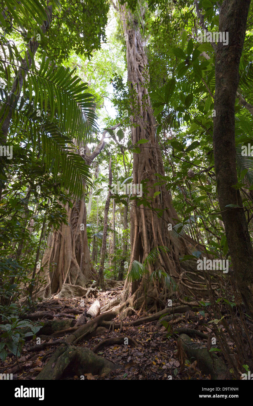 Congo, Tropical Rainforest Stock Photo - Alamy