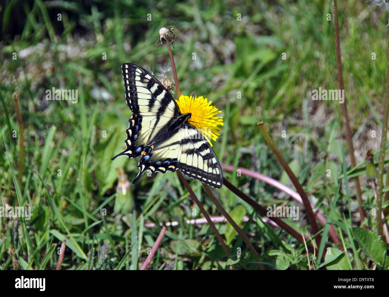 Beautiful butterfly on dandelion hi-res stock photography and images ...