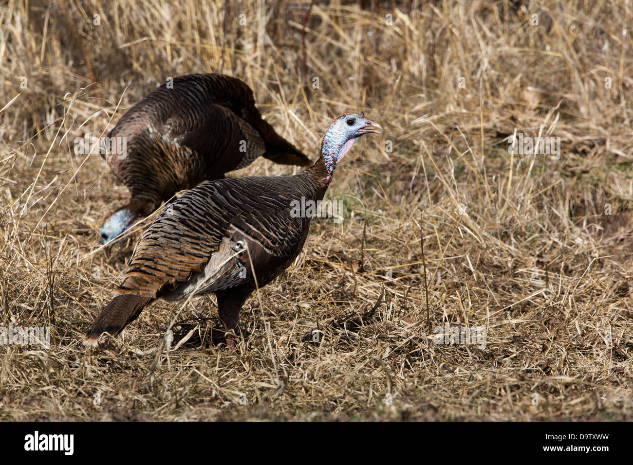 Eastern wild turkey - female Stock Photo - Alamy