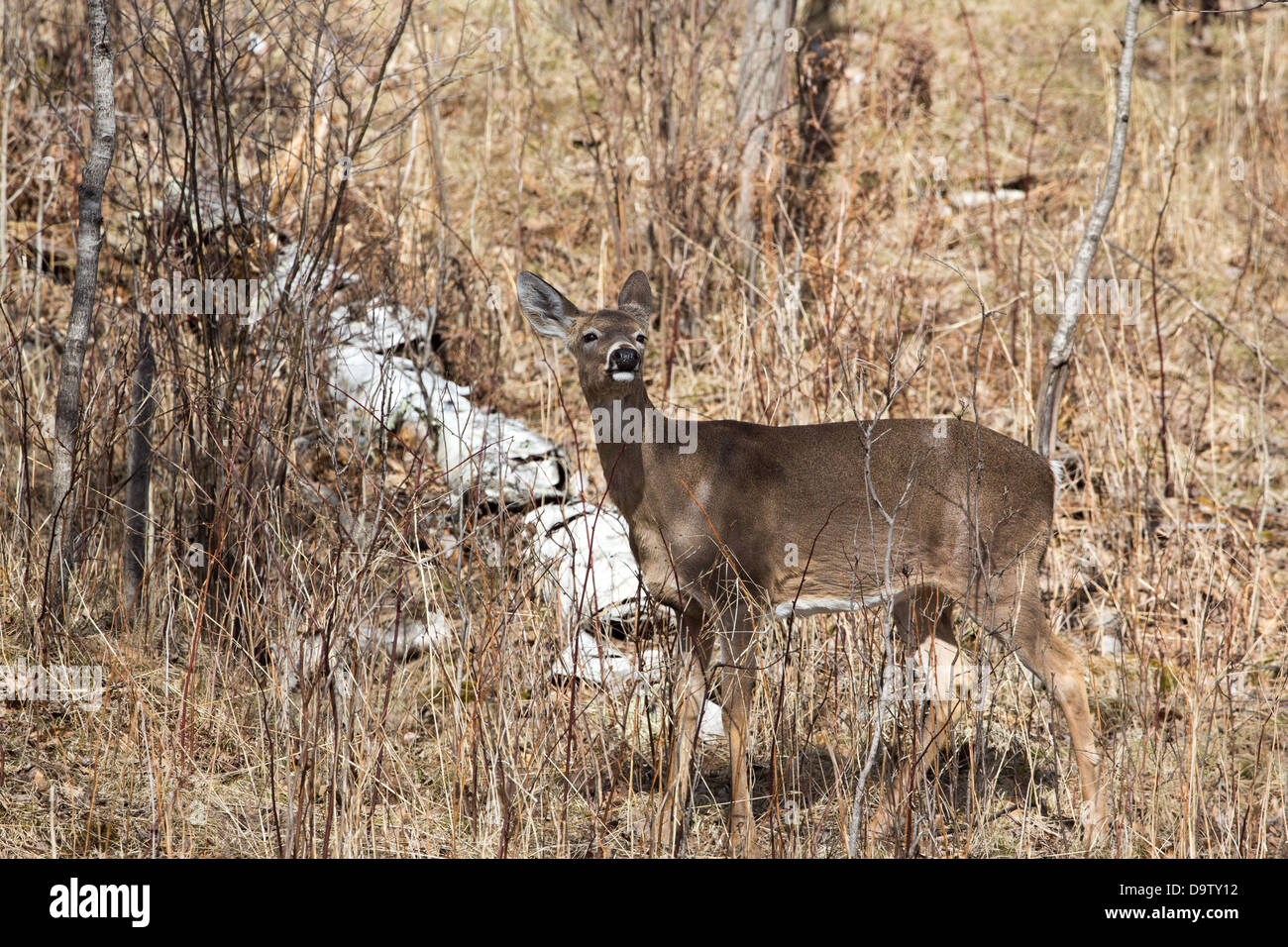 White-tailed deer (Odocoileus virginianus Stock Photo - Alamy