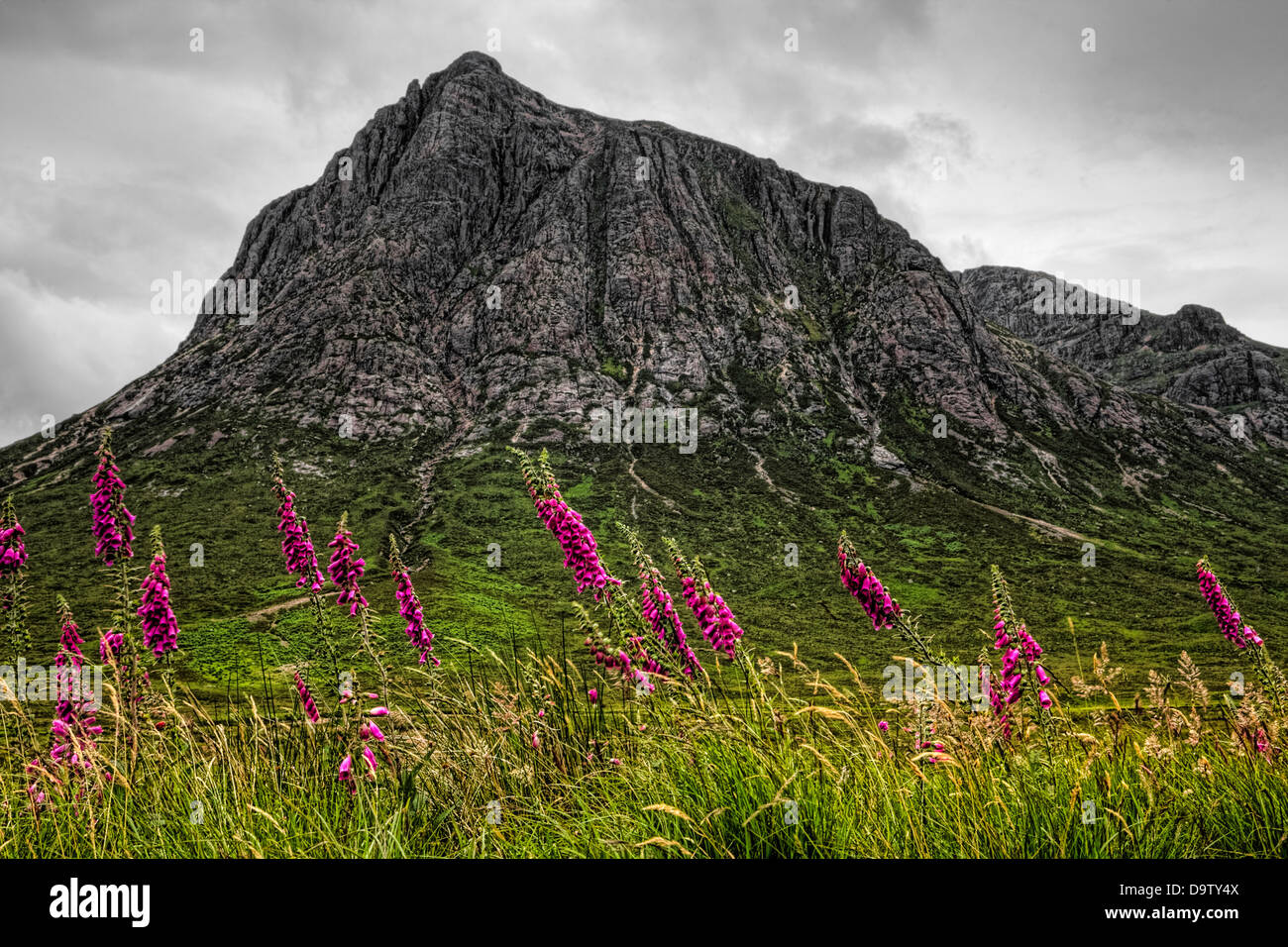 Wildflowers Scotland High Resolution Stock Photography and Images - Alamy