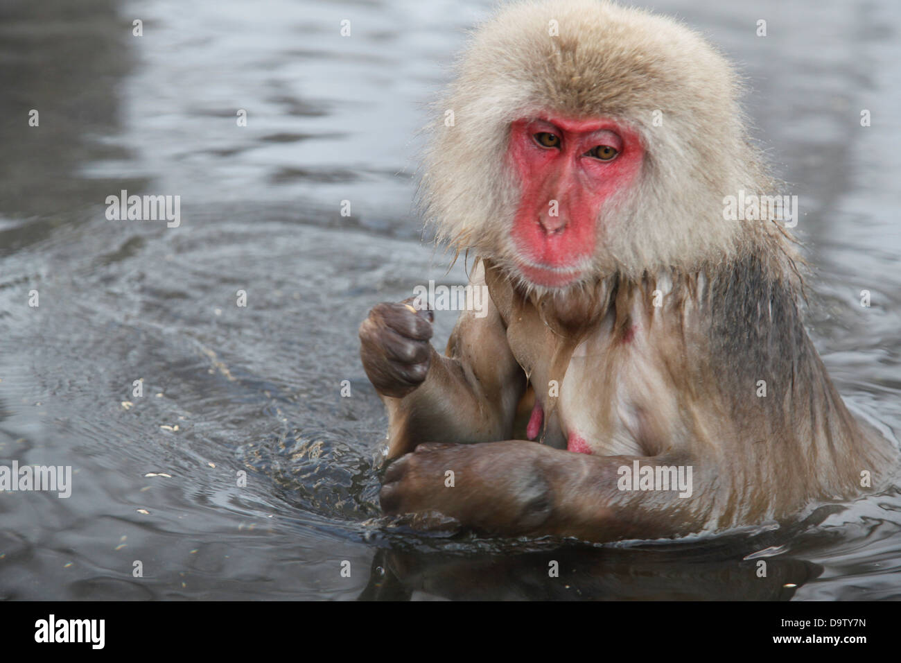 Japan, Honshu, Snow Monkey Stock Photo - Alamy