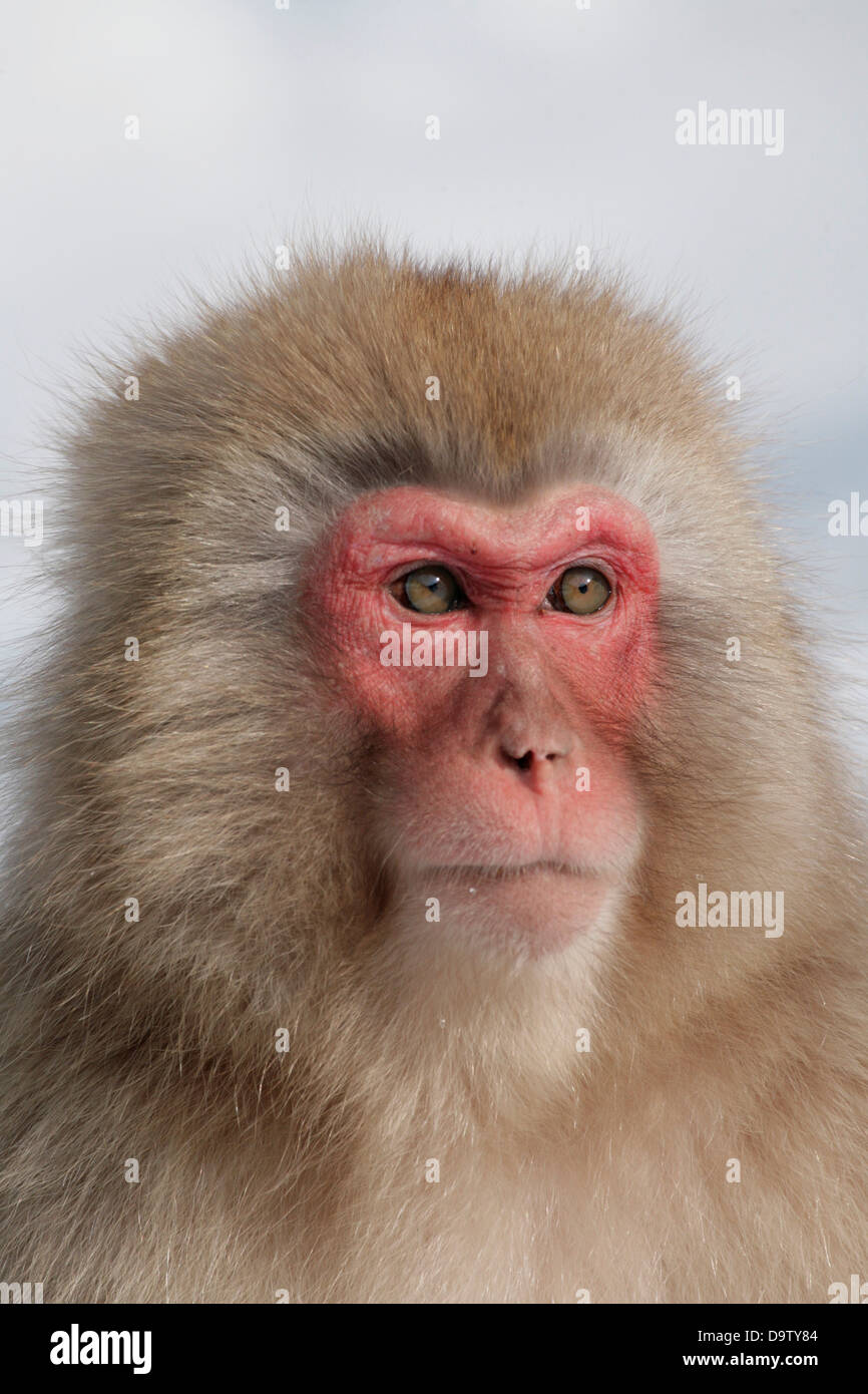Japan, Honshu, Snow Monkey Stock Photo - Alamy